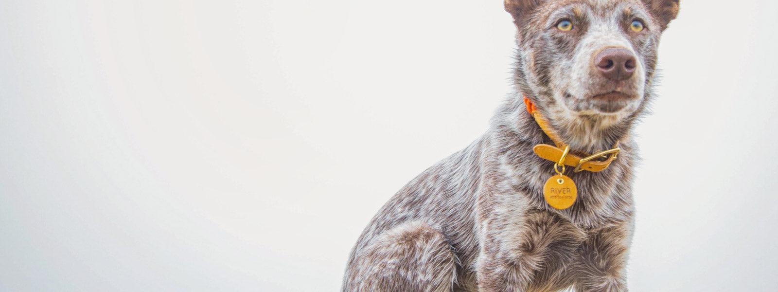 Howell Pet Originals | Dog Leashes, Rope Dog Collars & Dog Bandanas
